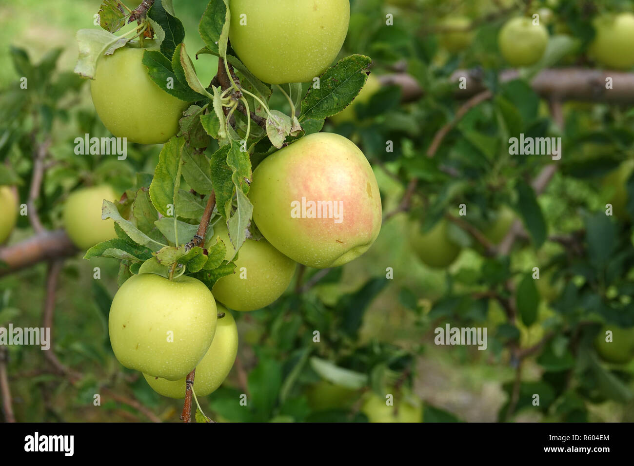 Golden Delicious apples ripening on the tree Stock Photo - Alamy