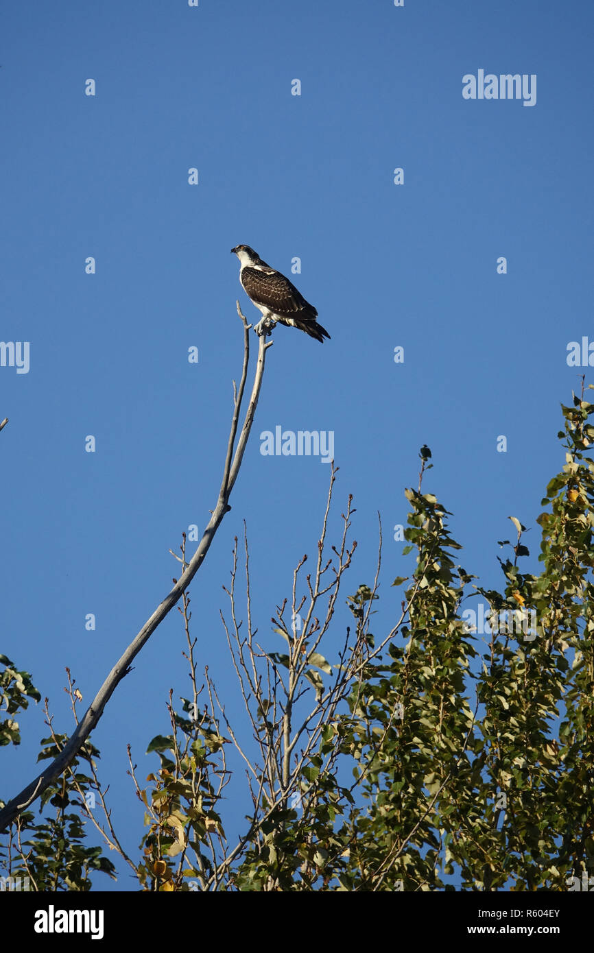 A young Osprey singing on a limb by the Columbia River in eastern ...