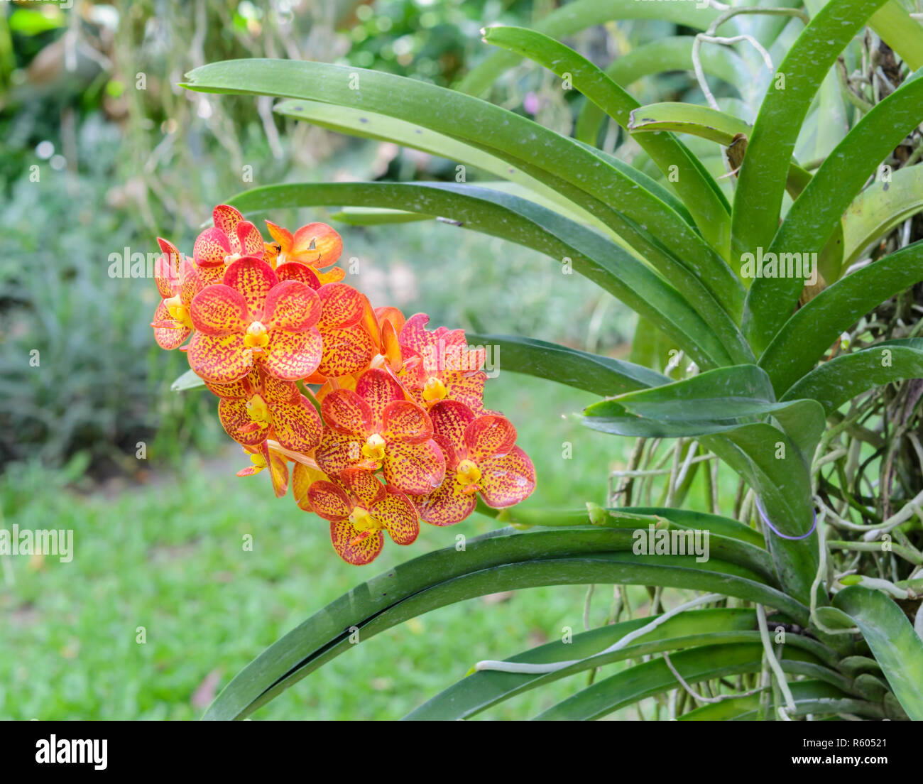 Orange vanda orchid blossom Stock Photo - Alamy