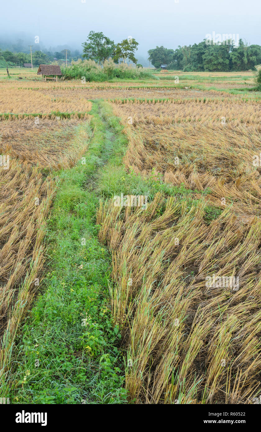 Rice field after harvesting in the morning view Stock Photo - Alamy