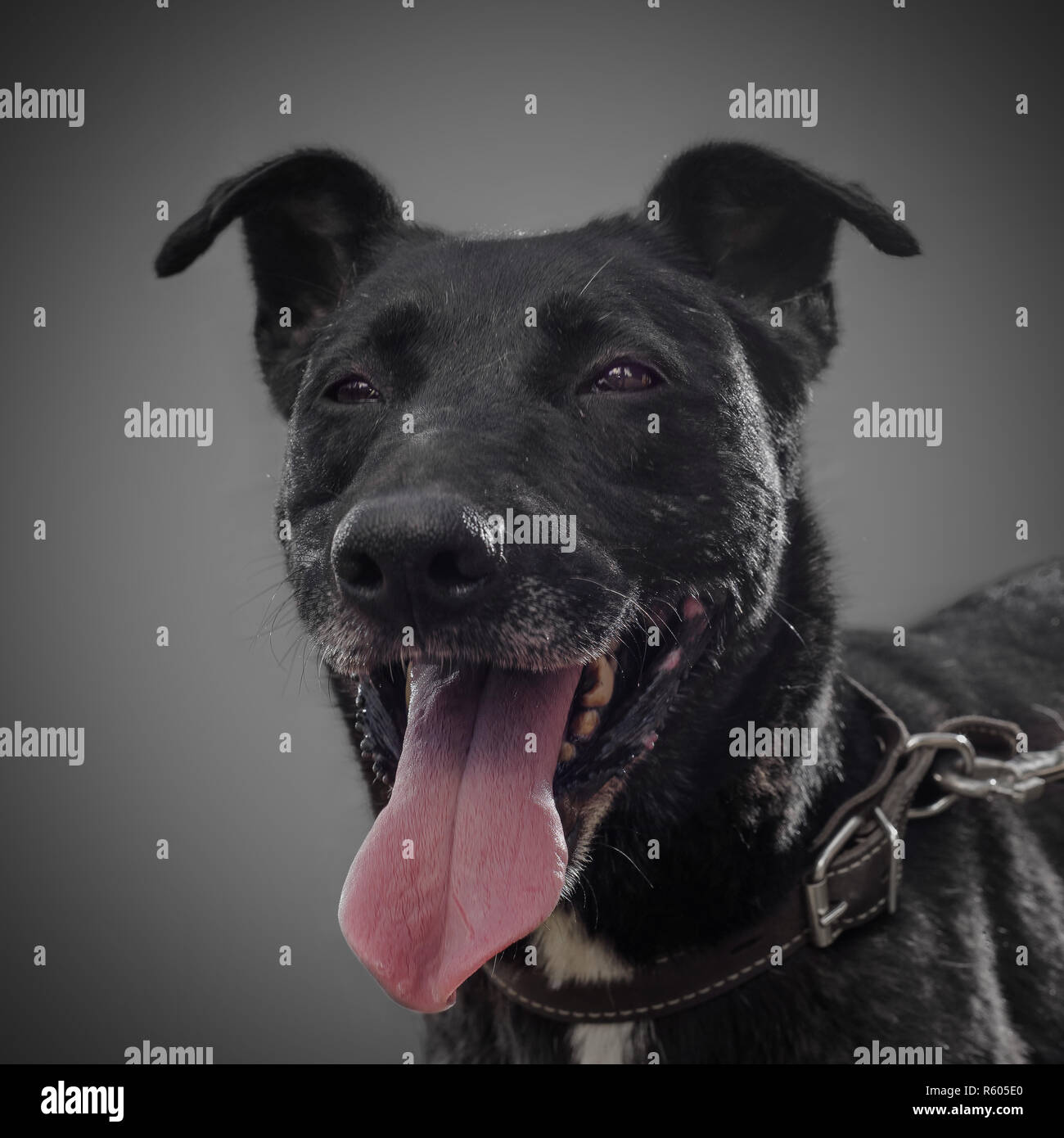 Cute smiling black dog a symbol of 2018 Stock Photo - Alamy