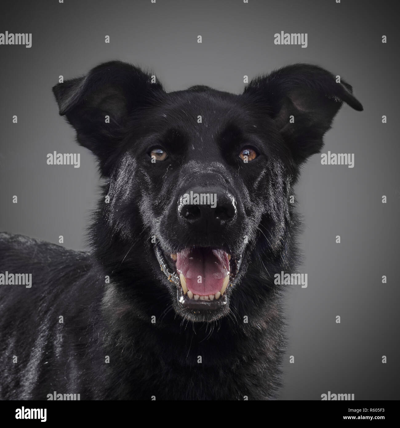 Cute smiling black dog a symbol of 2018 Stock Photo - Alamy