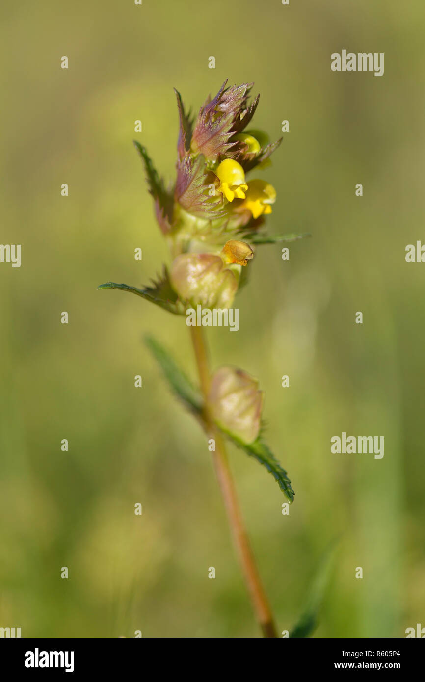 Klapperta pfe hi-res stock photography and images - Alamy