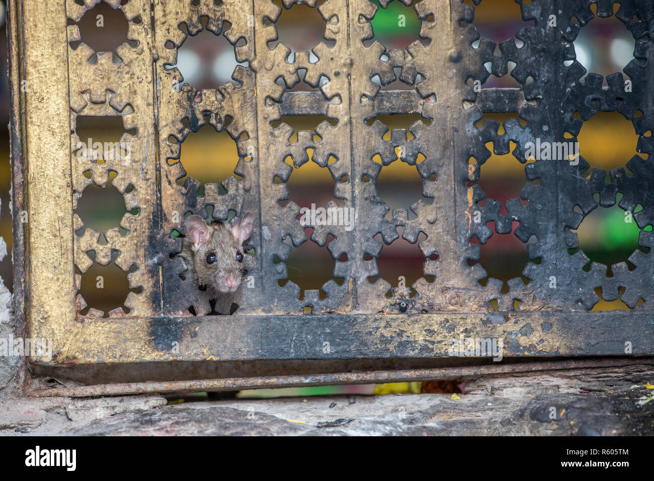 Mouse temple hi-res stock photography and images - Alamy