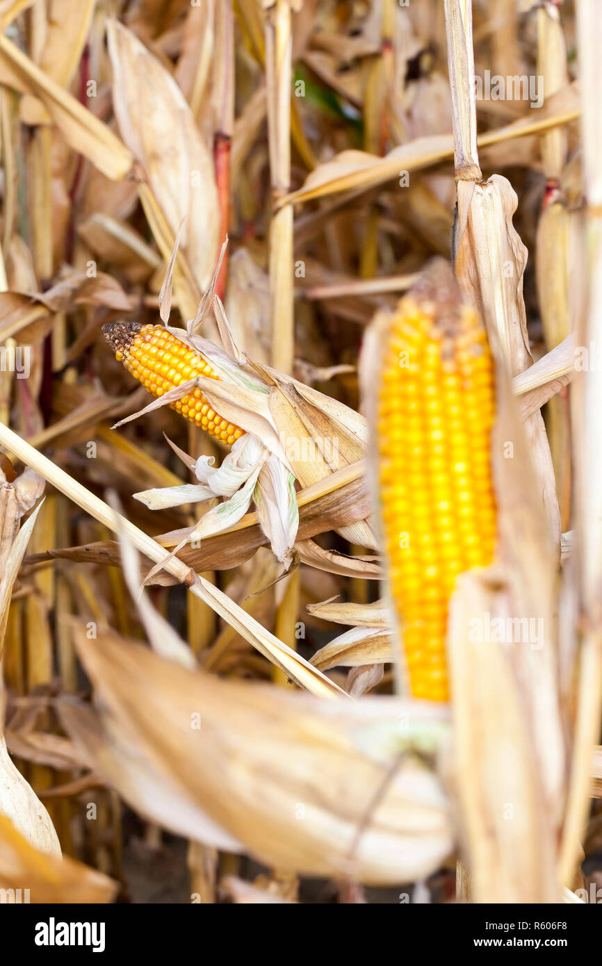 dry yellow straw Stock Photo - Alamy