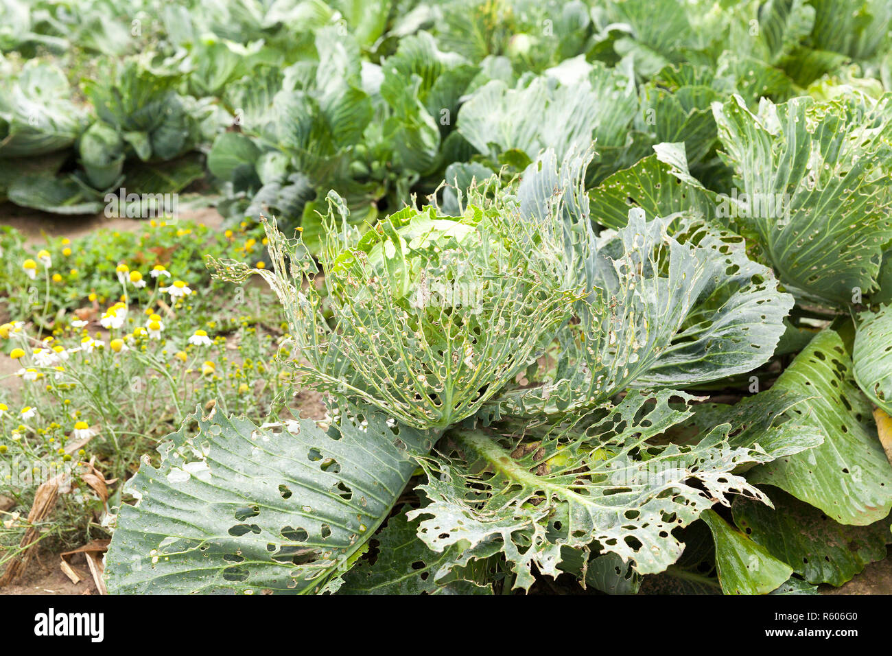 dry yellow straw Stock Photo - Alamy