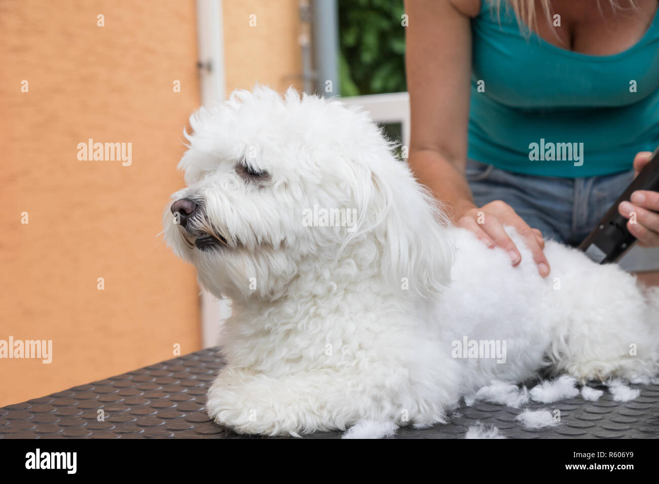 Side view of the grooming a white dog by razor Stock Photo - Alamy