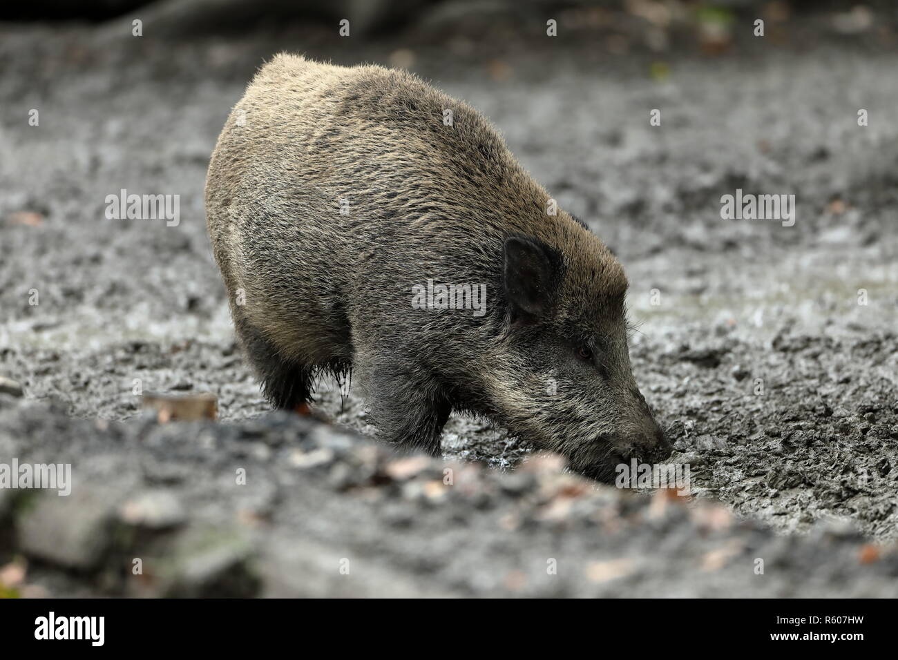 wild boar in the forest Stock Photo - Alamy