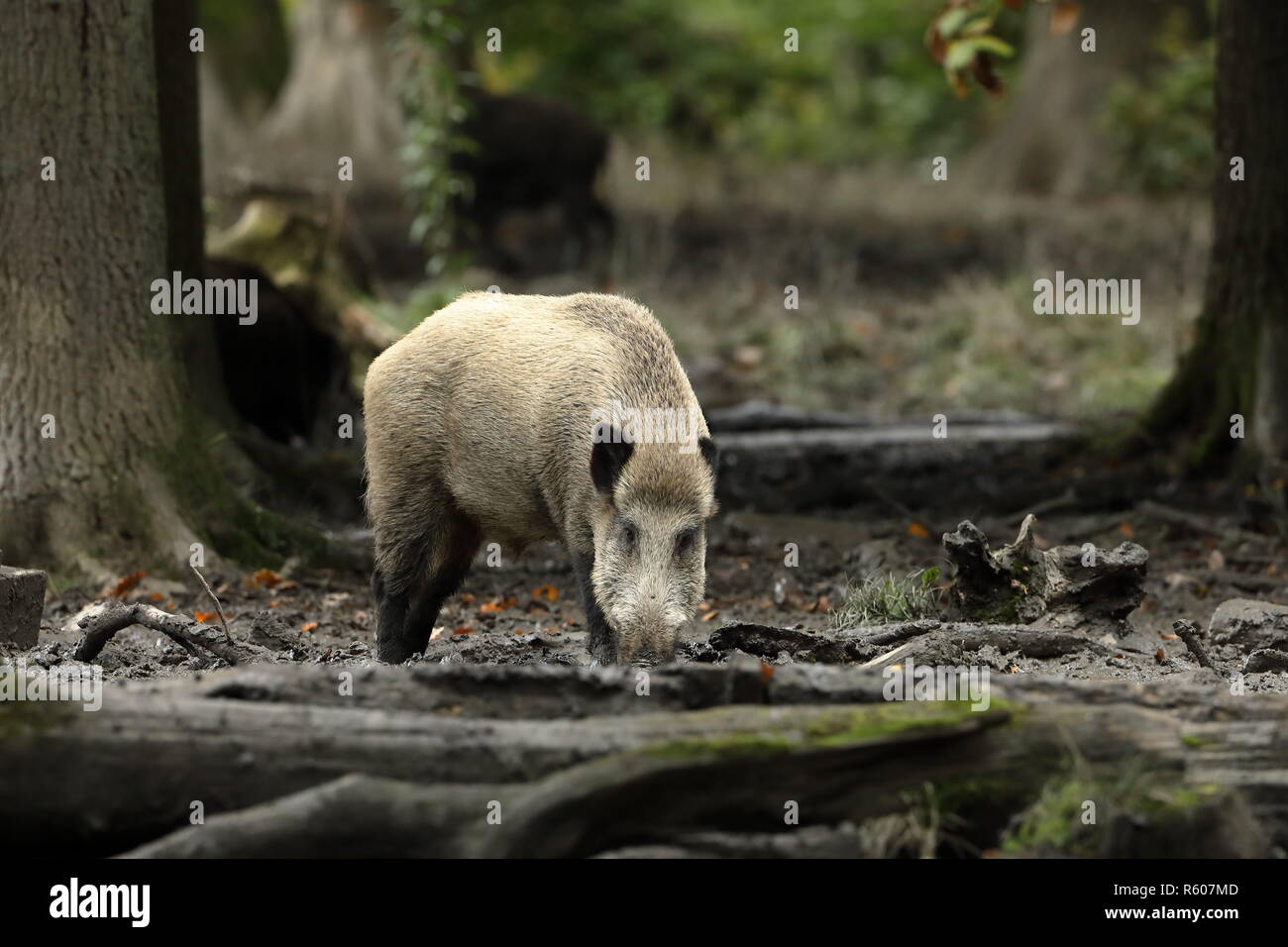 wild boar in the forest Stock Photo - Alamy