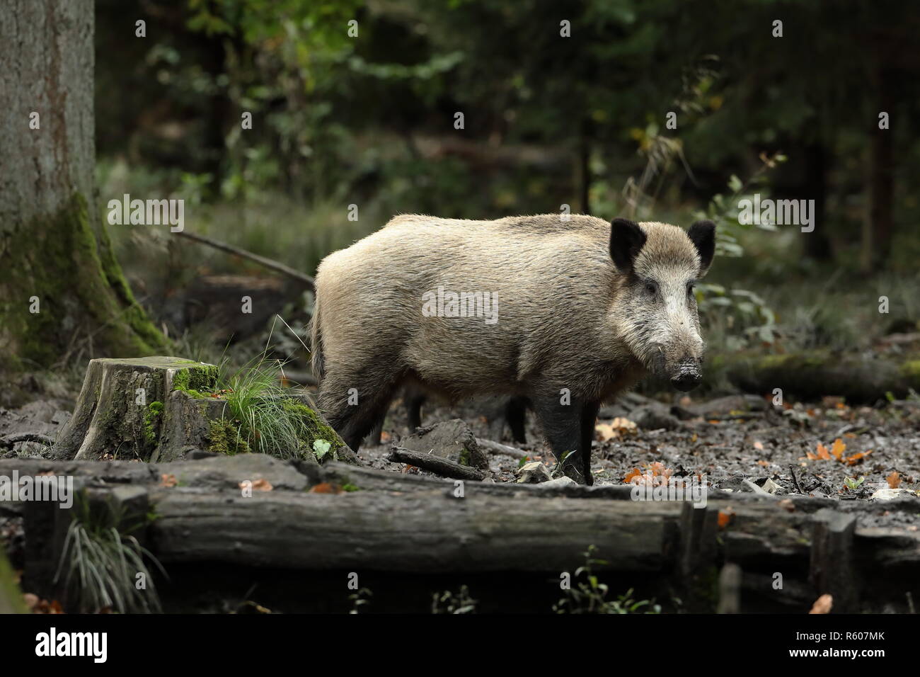 wild boar in the forest Stock Photo - Alamy