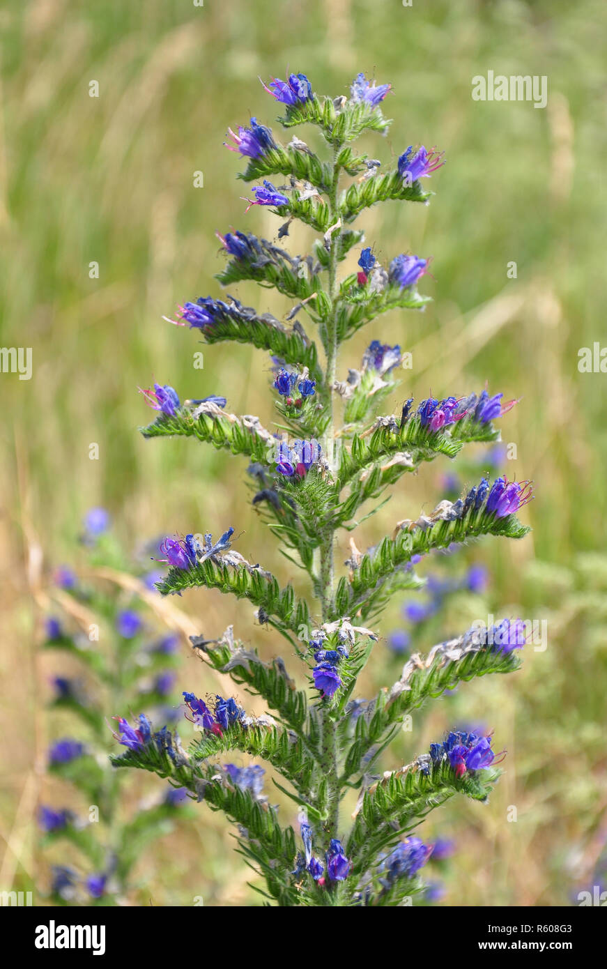 common adderhead (echium vulgare Stock Photo - Alamy