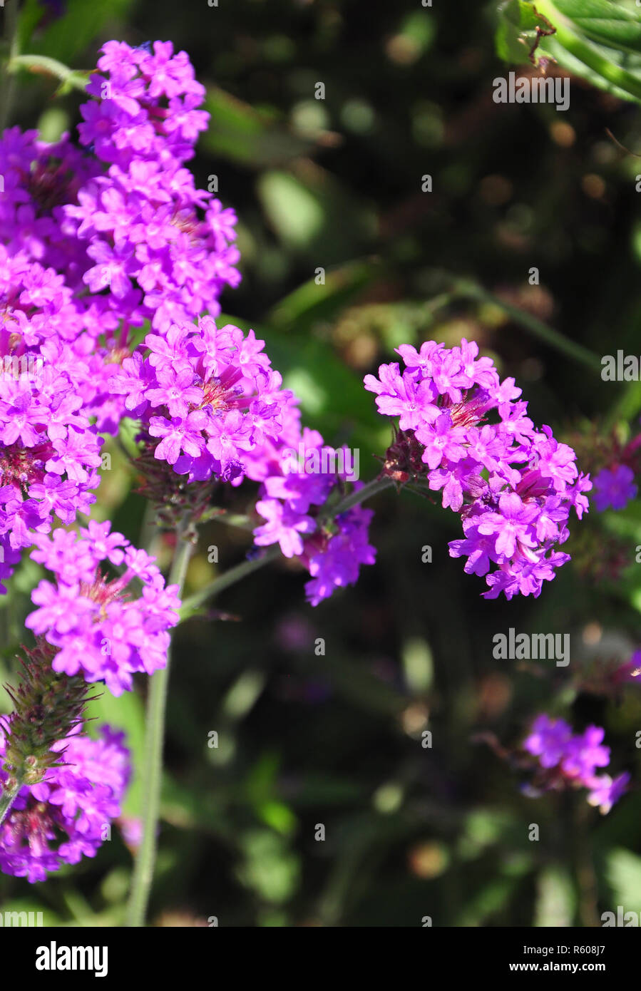 Verbena rigida garden hi-res stock photography and images - Alamy