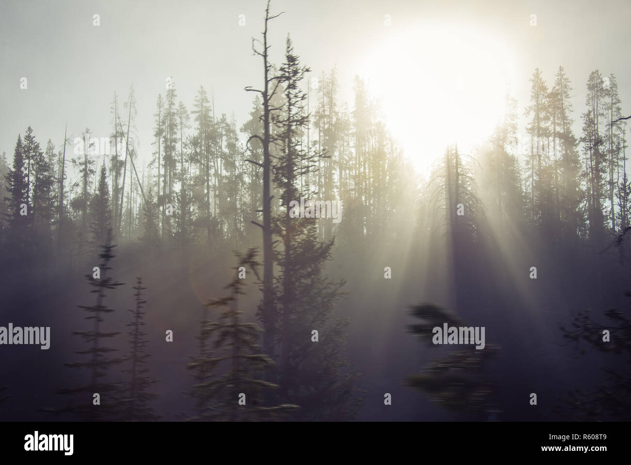 Wide angle photo trees hi-res stock photography and images - Alamy