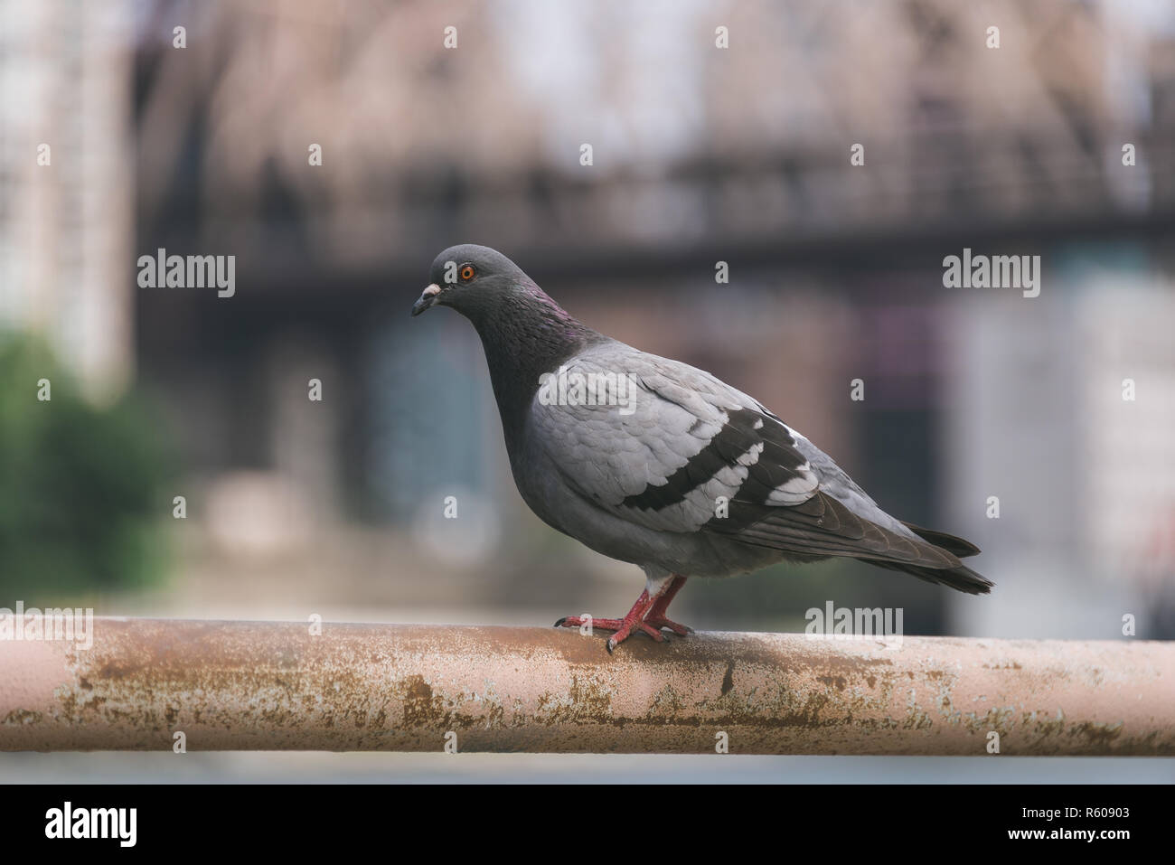 New York Pigeon Stock Photo - Alamy