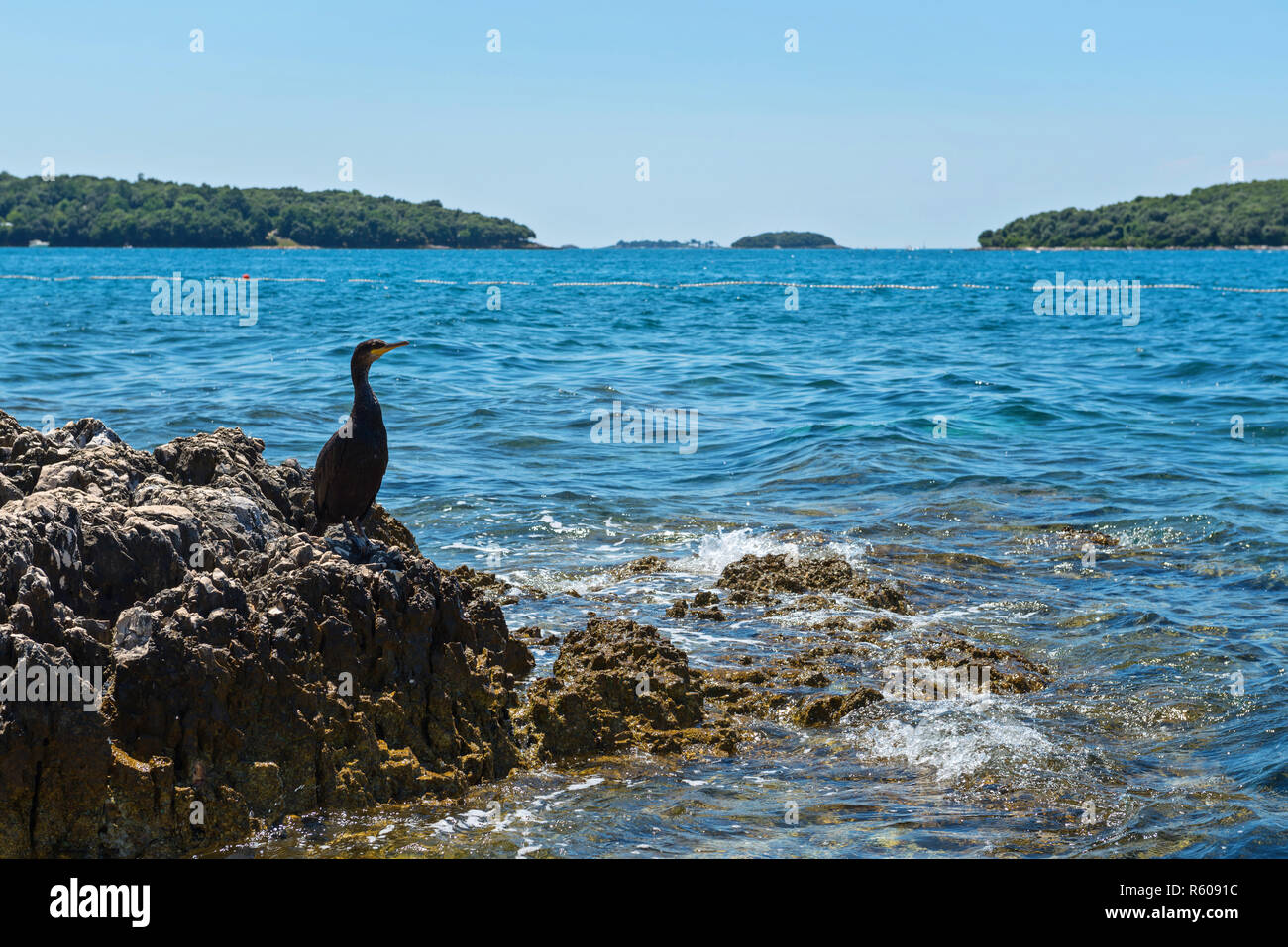 Cormorant on the beach in Istria Stock Photo - Alamy