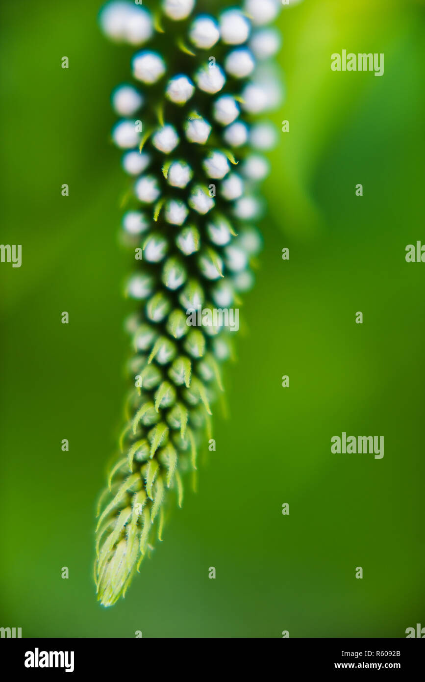 Plant micro photography hi-res stock photography and images - Alamy