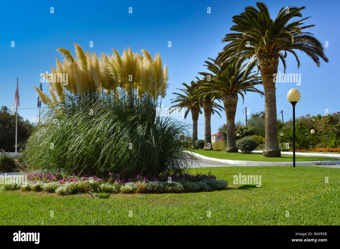 Islet of reeds in bloom in front of a row of palm trees Stock Photo - Alamy