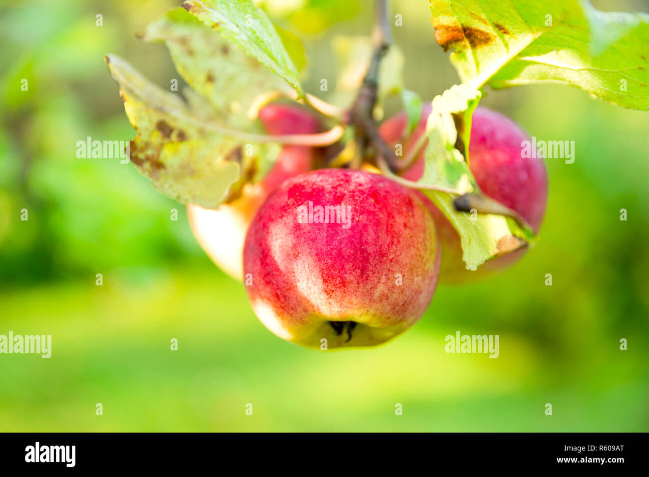 Organic apples hanging from a tree branch in an apple orchard Stock ...