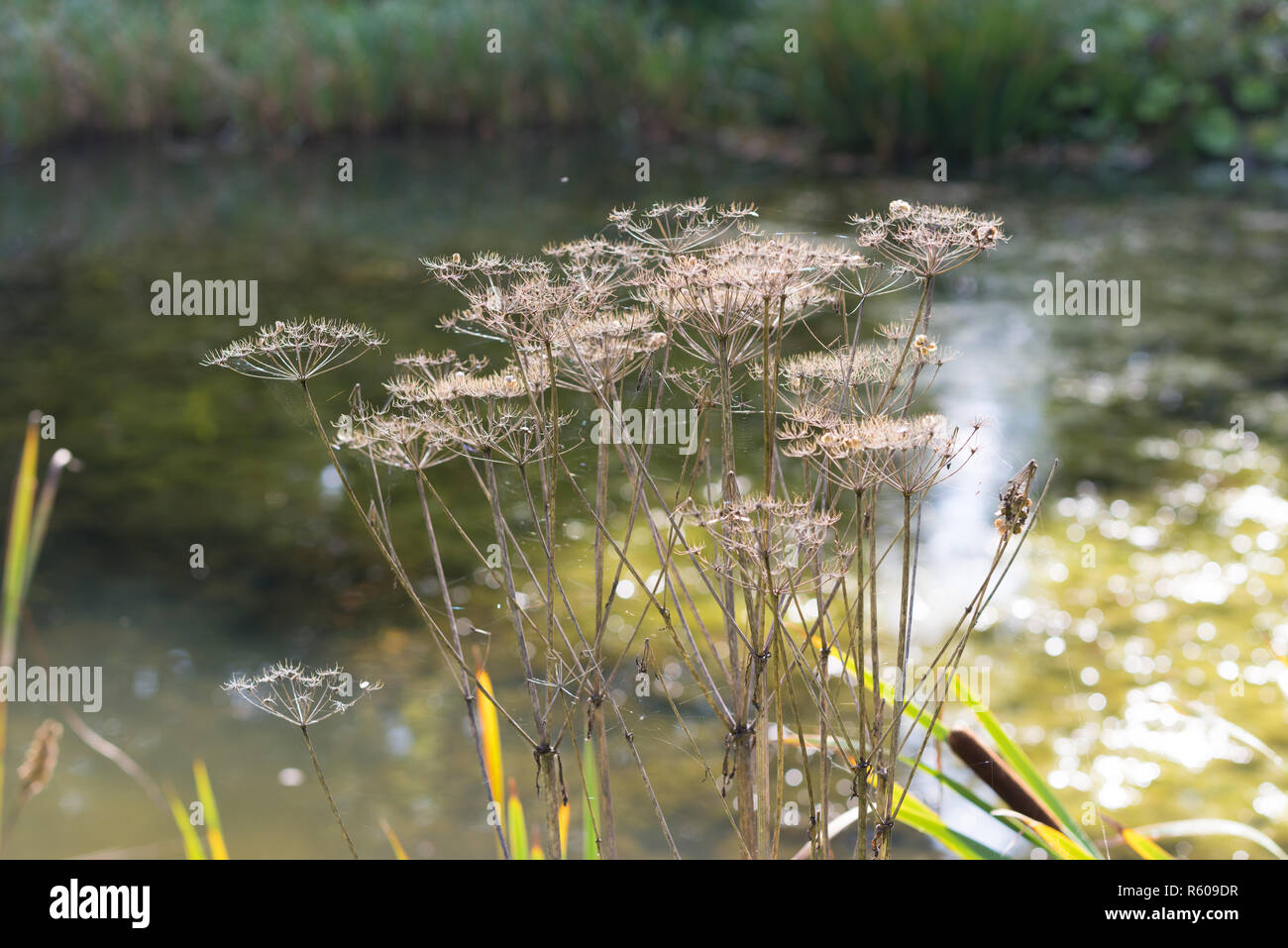 small marsh pond Stock Photo - Alamy