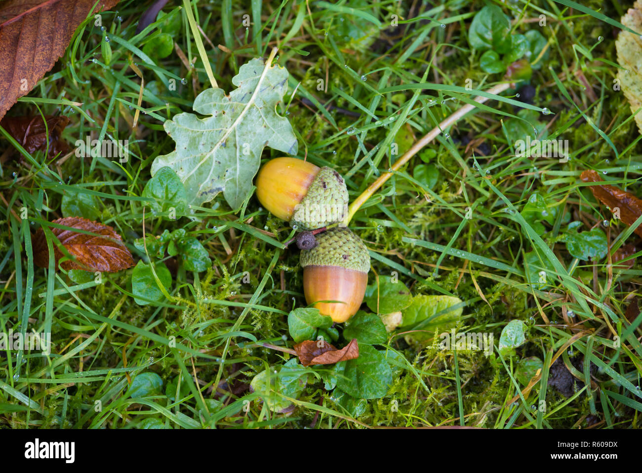 fallen acorns in the grass Stock Photo - Alamy