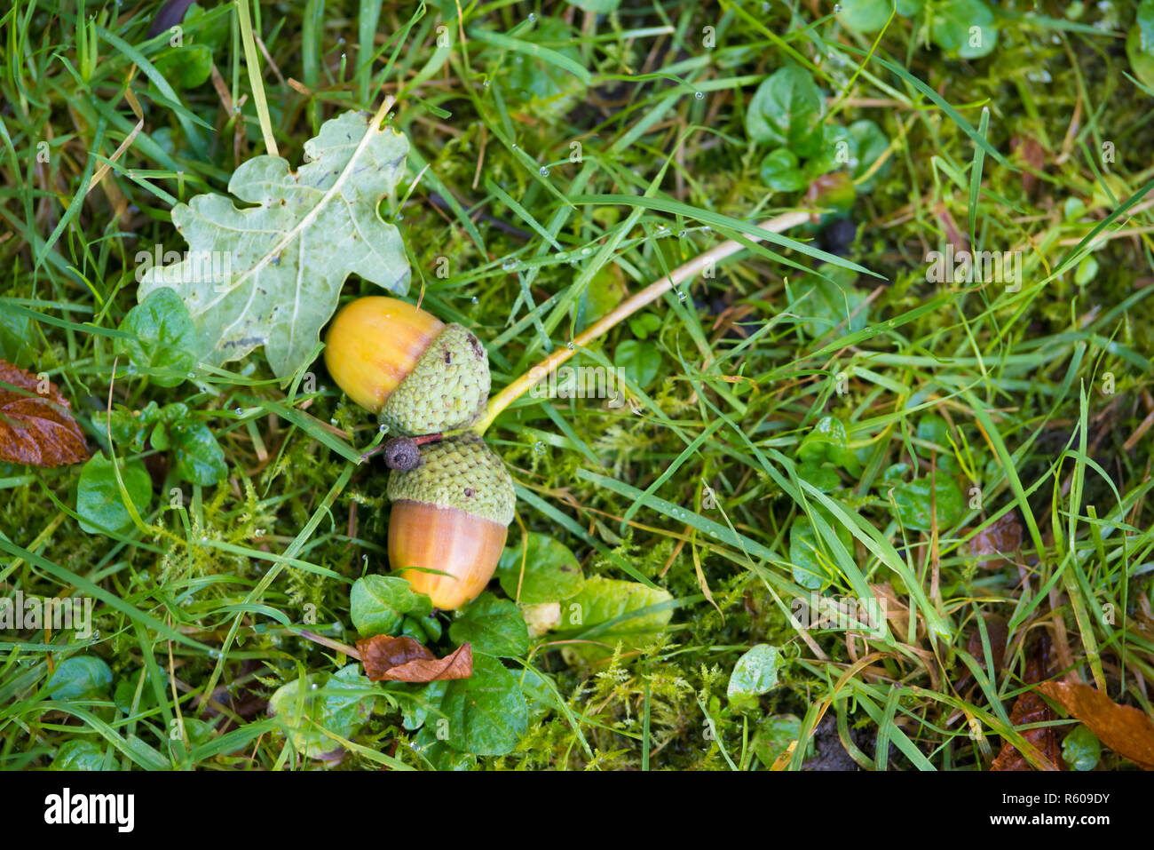 fallen acorns in the grass Stock Photo - Alamy