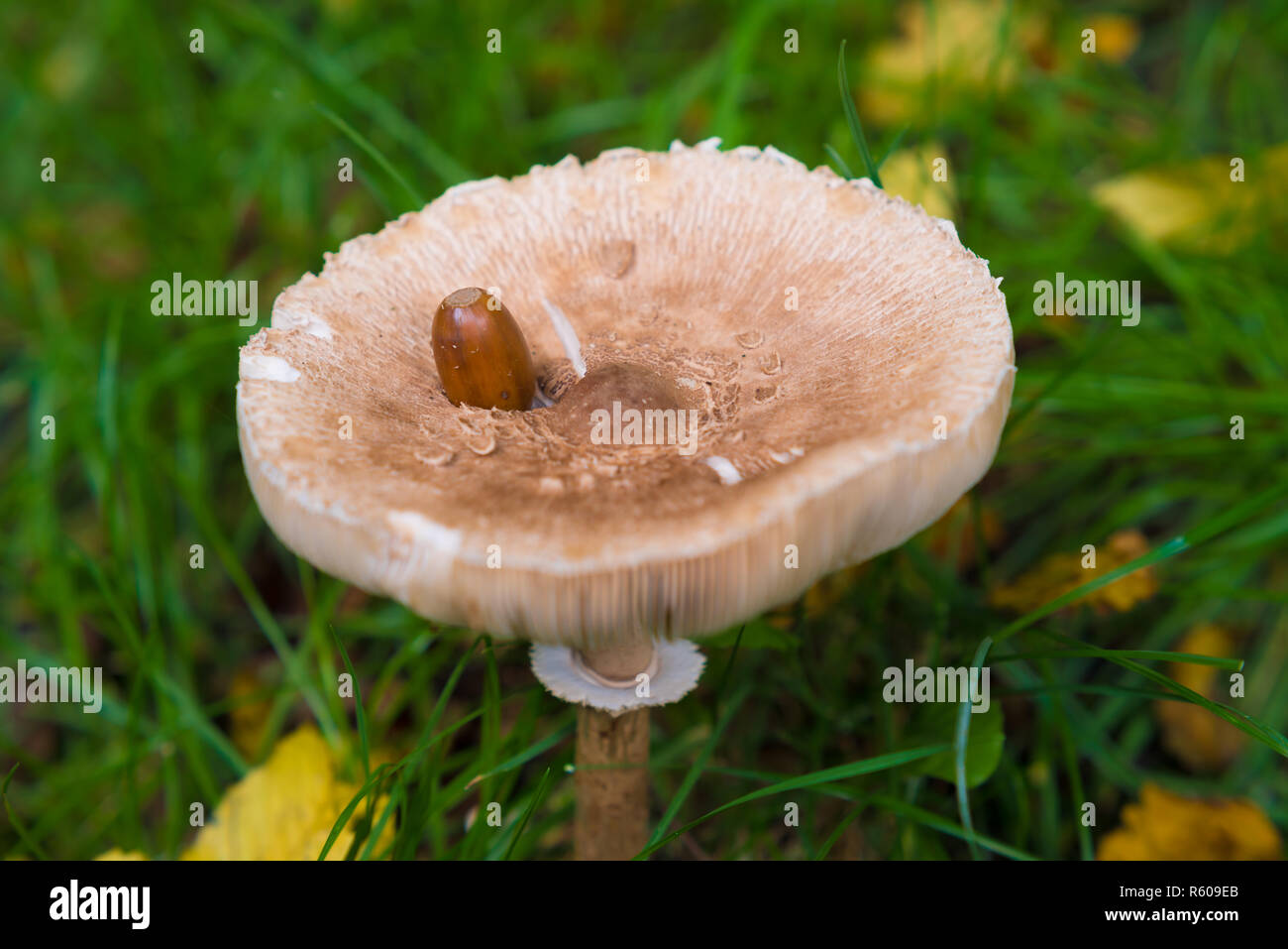 edible mushrooms in fall Stock Photo - Alamy