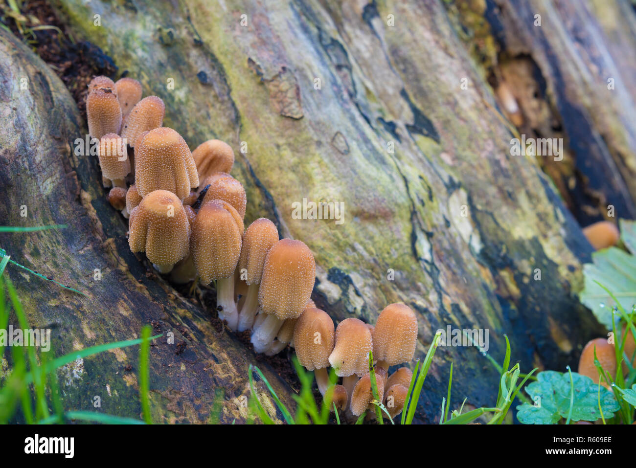 group of brown mushrooms Stock Photo - Alamy