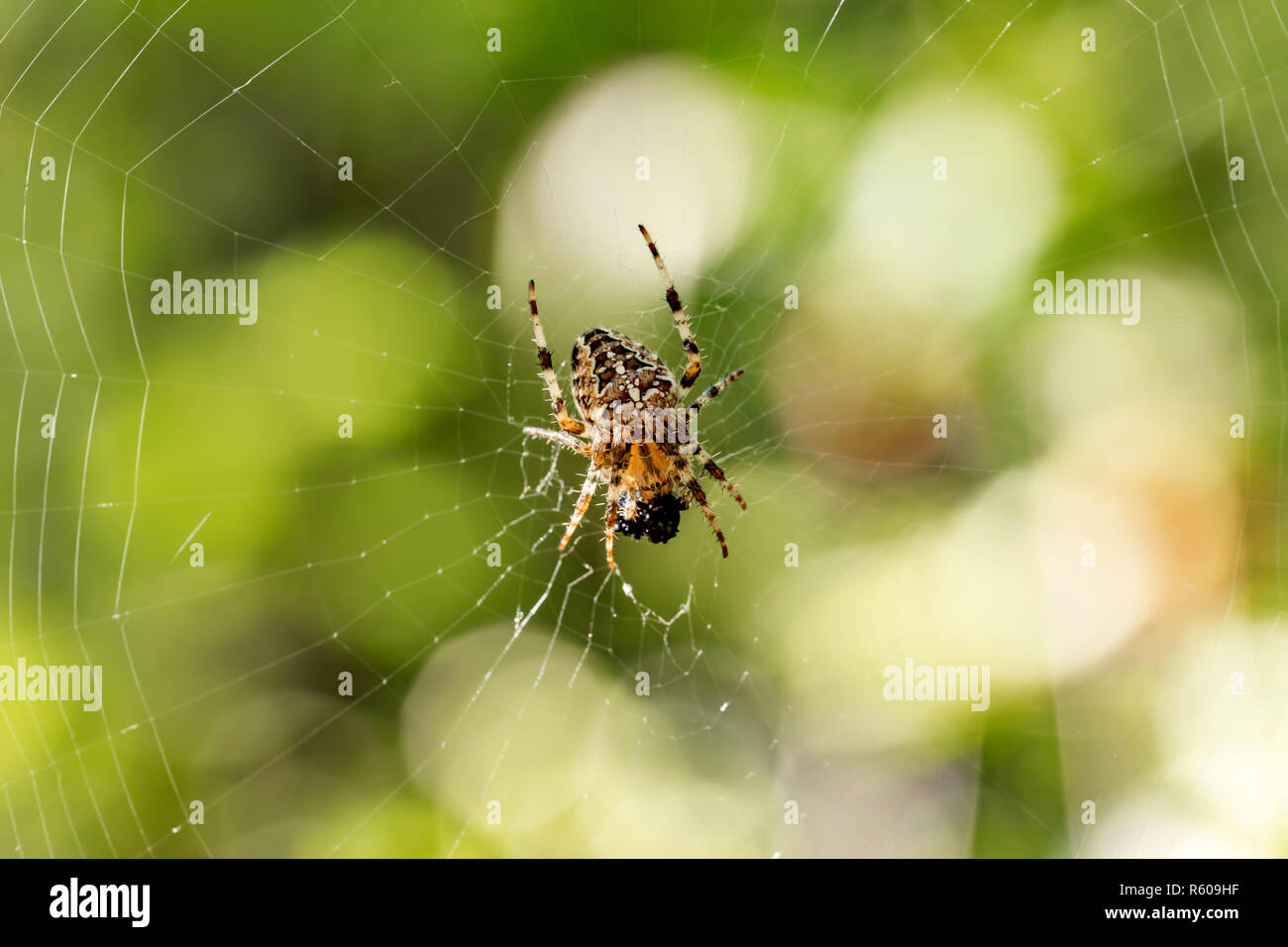 Araneomorphae true spiders hi-res stock photography and images - Alamy