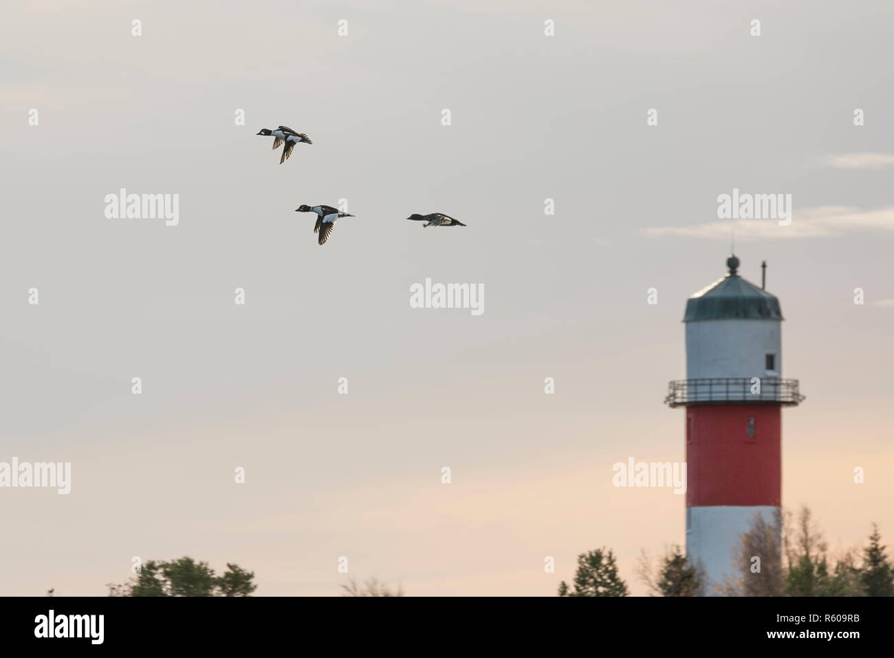 Common goldeneye Bird Flying Stock Photo - Alamy