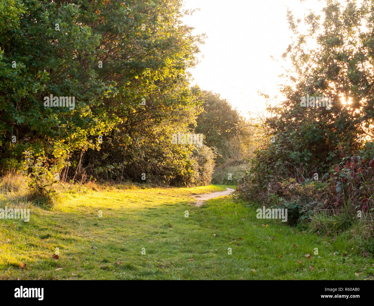summer grass walk way through trees light bright no people Stock Photo ...