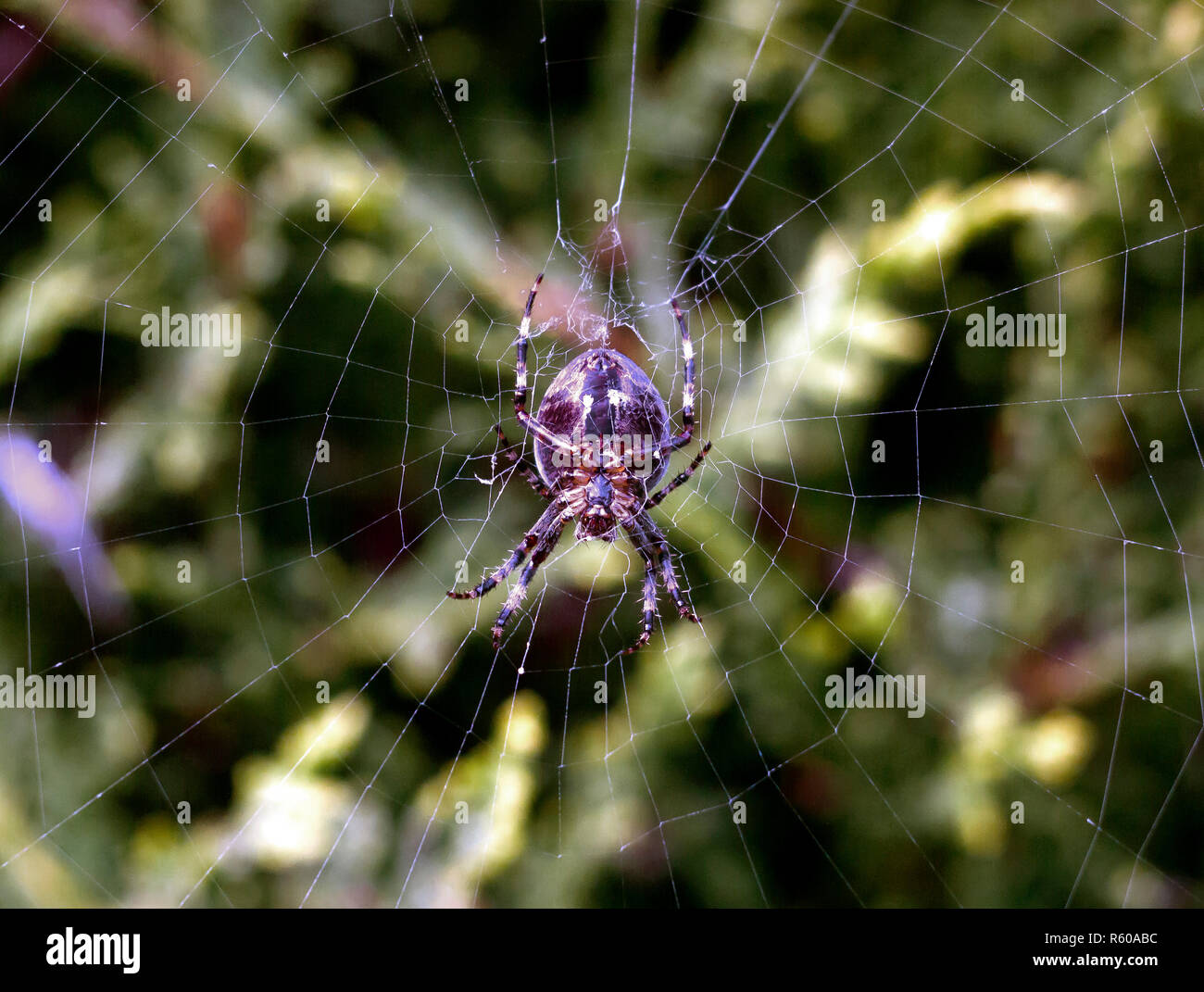Harvest Spider High Resolution Stock Photography and Images - Alamy