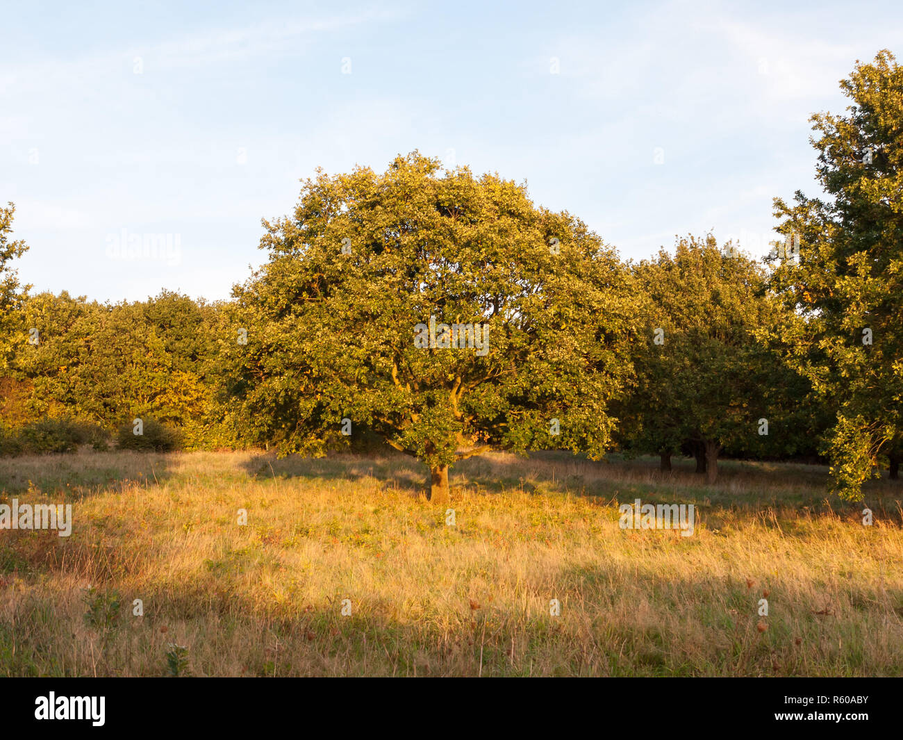 full green summer tree in grass field light by sun light sun set Stock ...