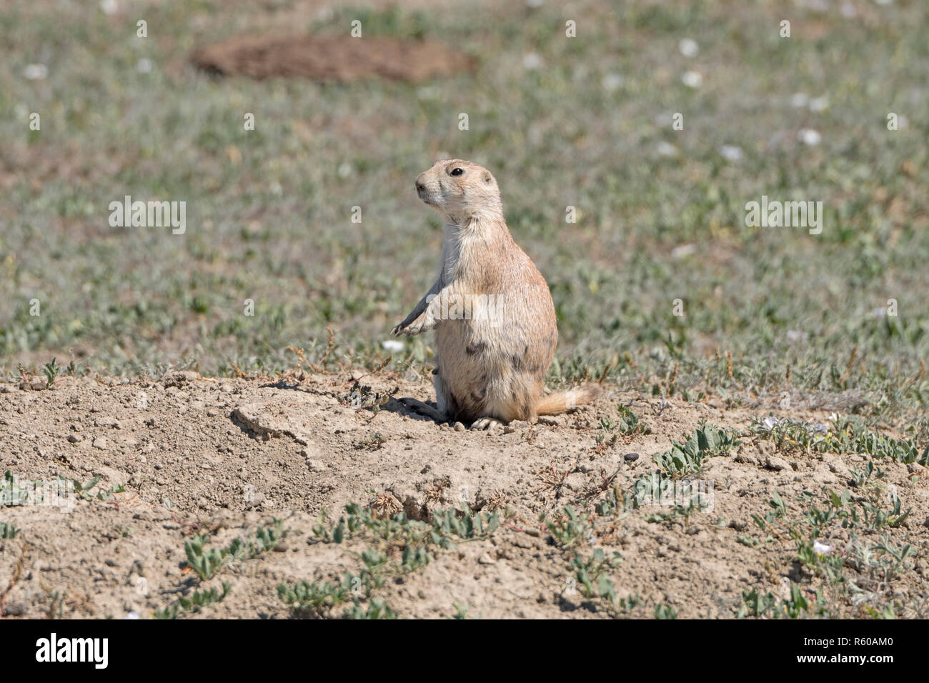 Black tailed prairie dog home hi-res stock photography and images - Alamy