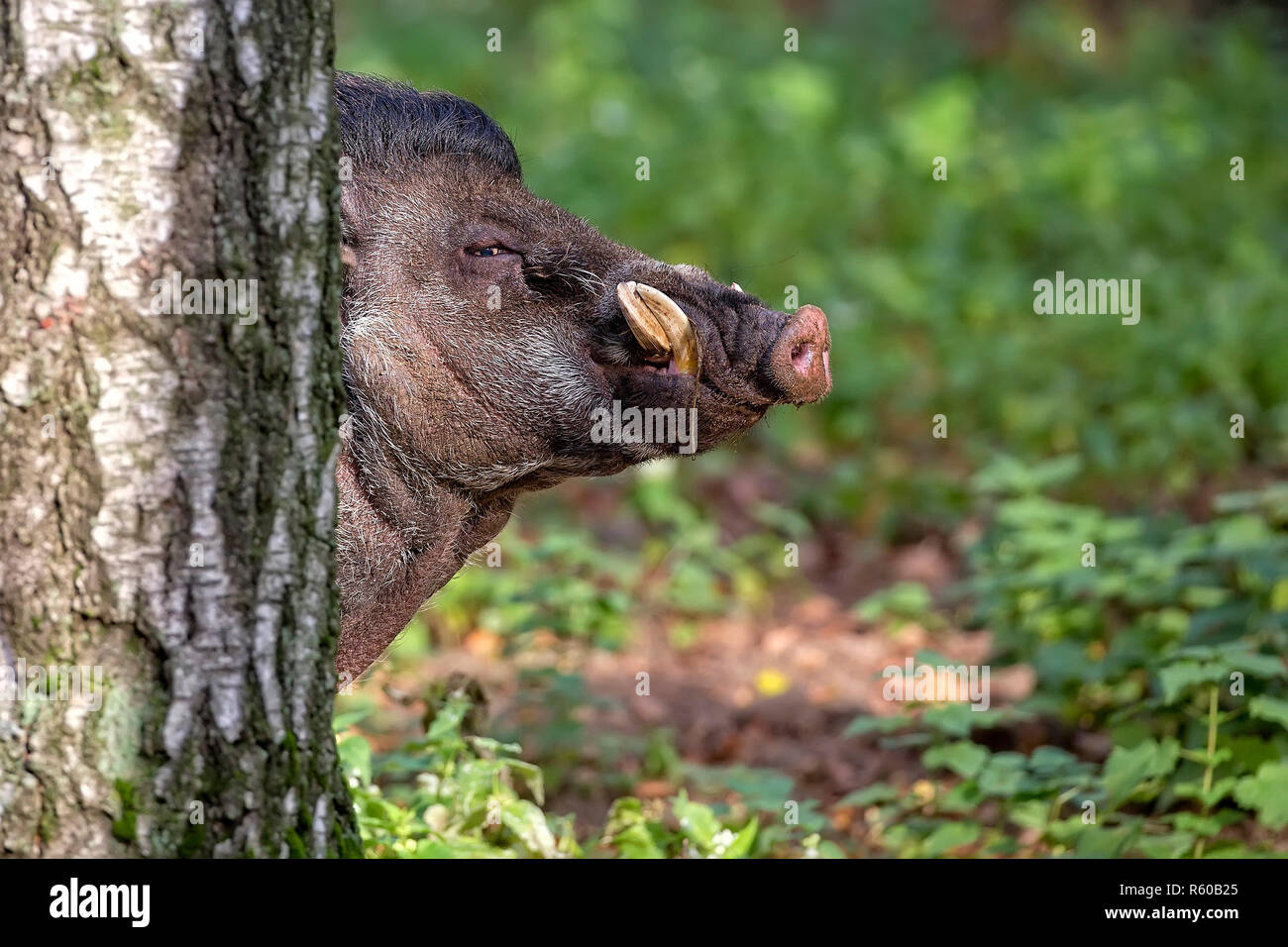 Visayan Warty Pig in the forest Stock Photo - Alamy