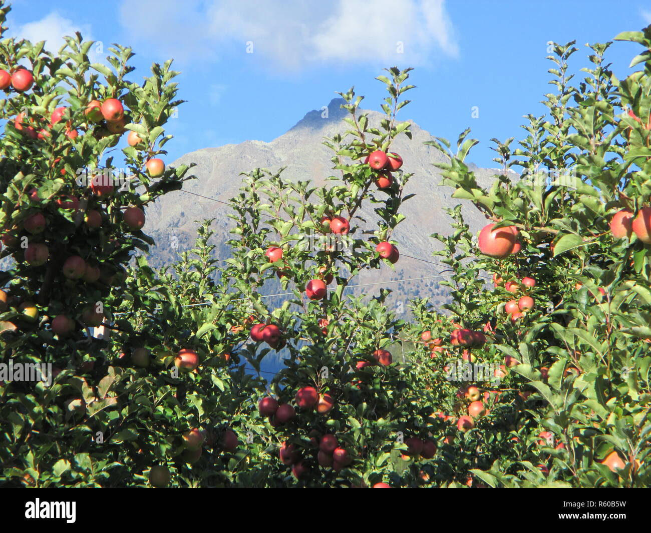 Apfelanbau hi-res stock photography and images - Alamy