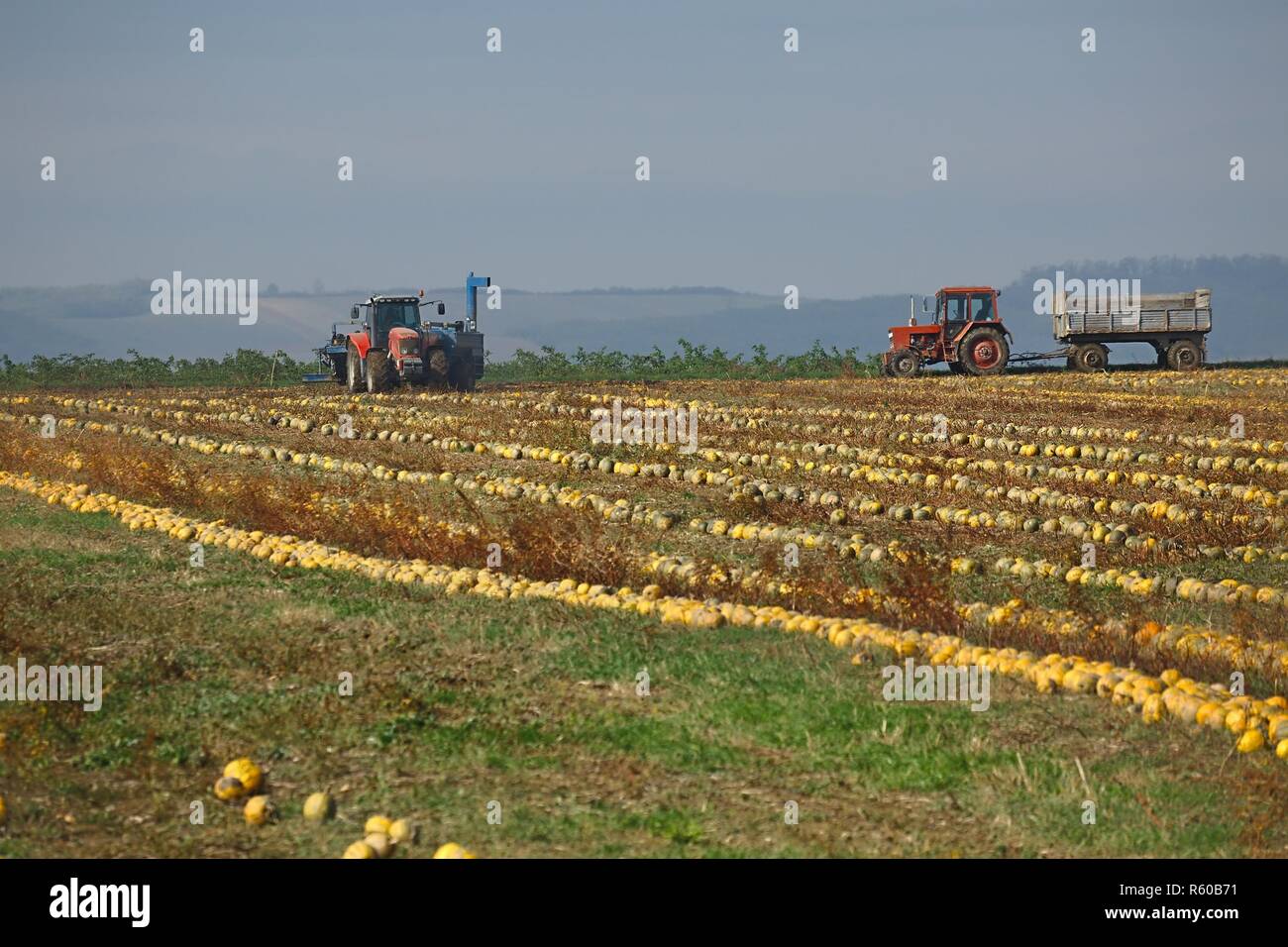 Pumpkin field view Stock Photo - Alamy