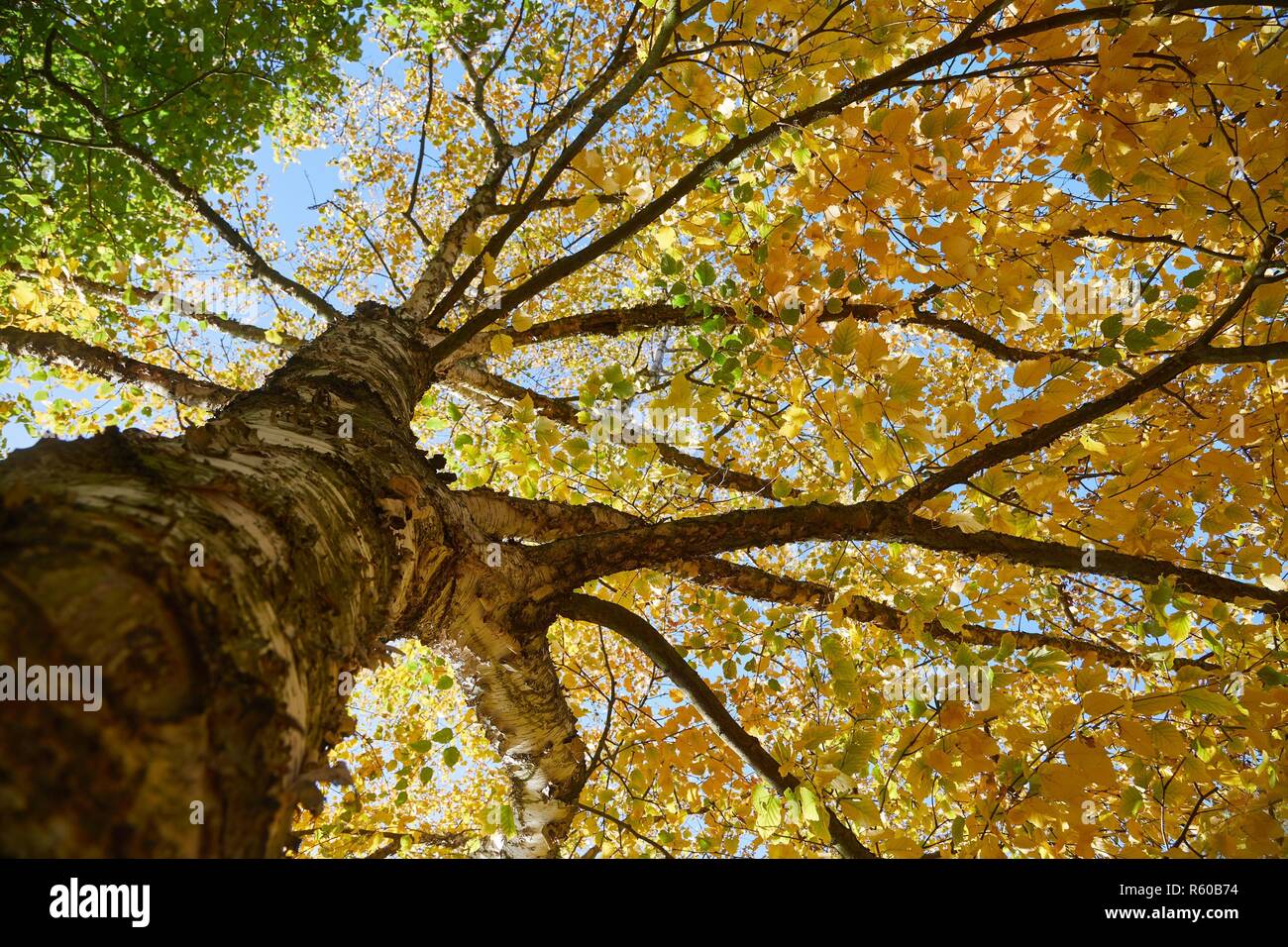 Autumn tree branches Stock Photo - Alamy