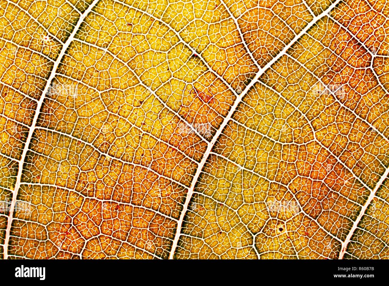 Autumn leaf texture Stock Photo - Alamy