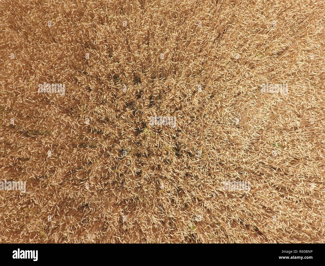 field of wheat, a top view Stock Photo - Alamy