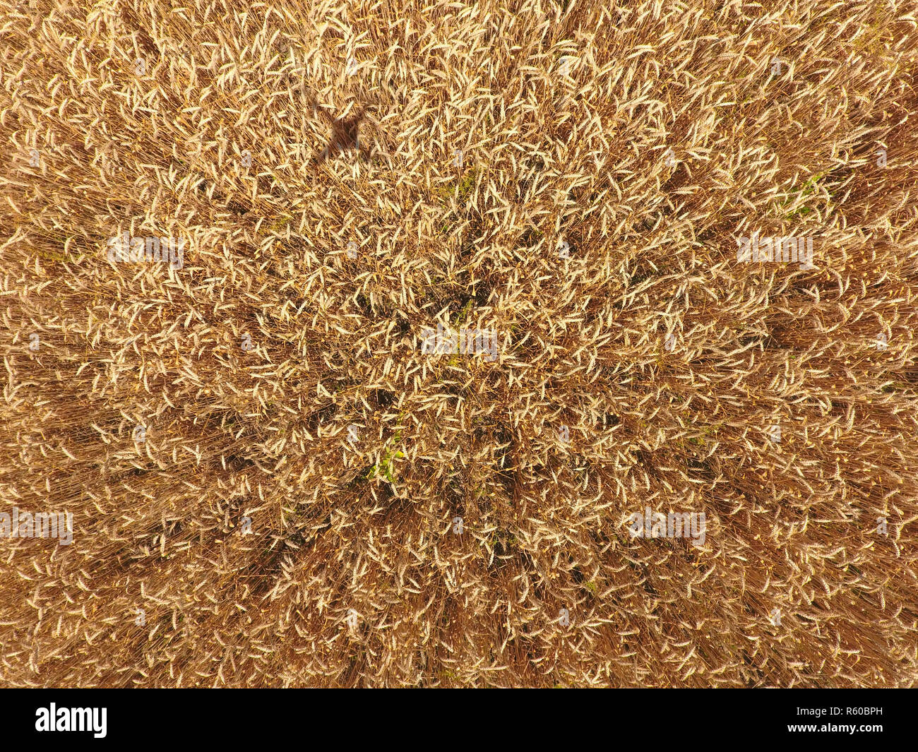 field of wheat, a top view Stock Photo - Alamy