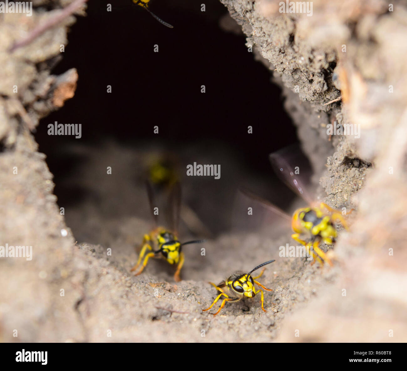 Vespula vulgaris queen nest hi-res stock photography and images - Alamy