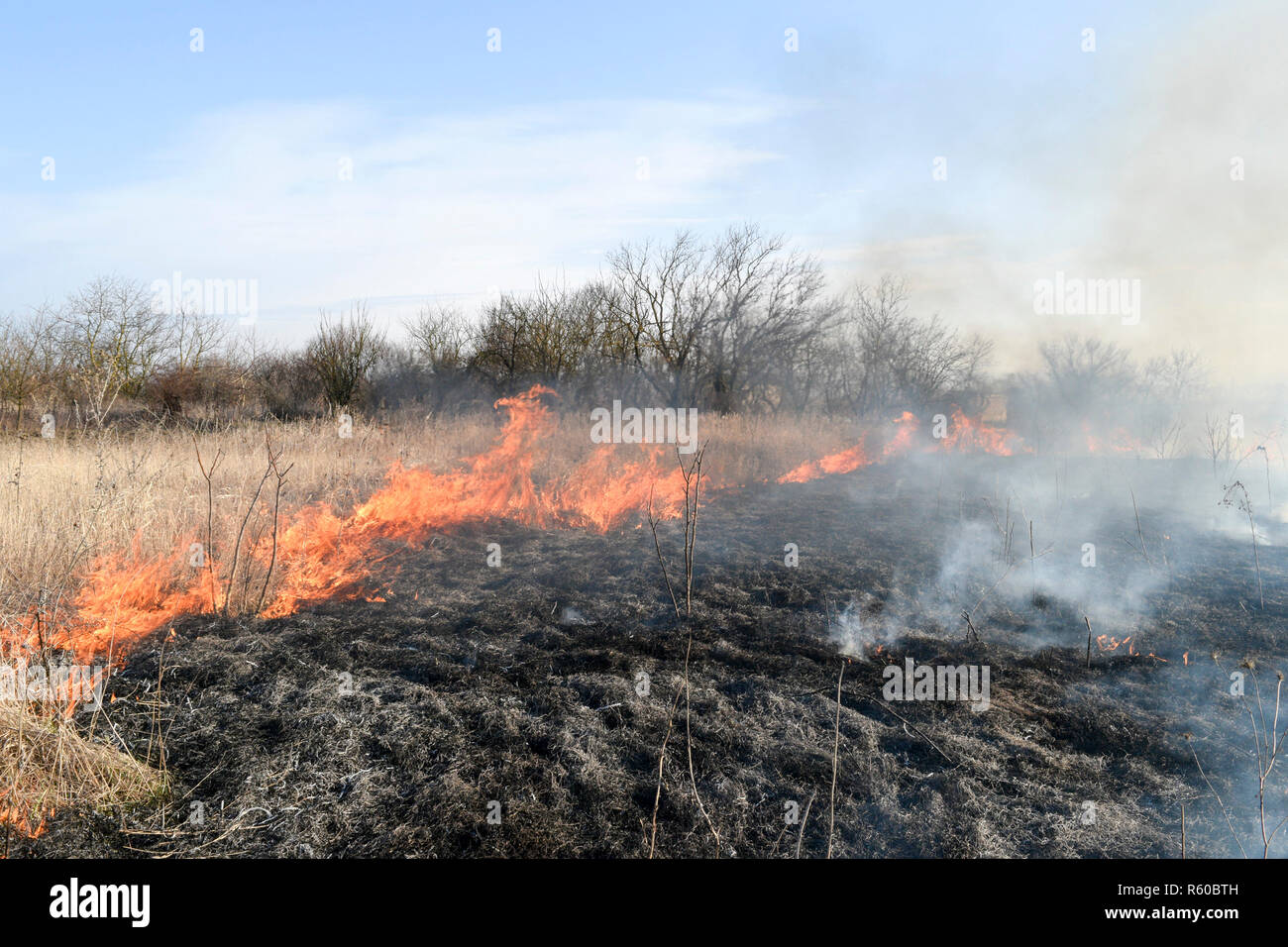 Burning dry grass and reeds. Cleaning the fields and ditches of Stock ...