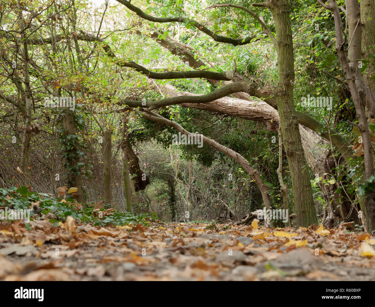 autumn path walk way through trees forest holloway Stock Photo - Alamy