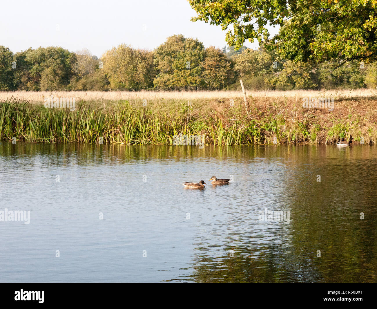 beautiful mallards resting on lake water surface top in summer country ...