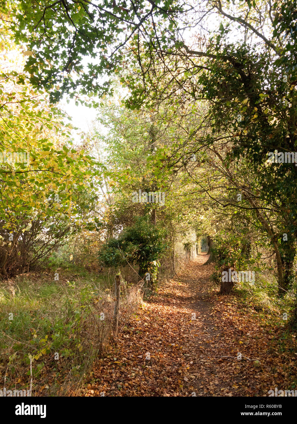stunning autumn country path way fence field trees leaves Stock Photo ...
