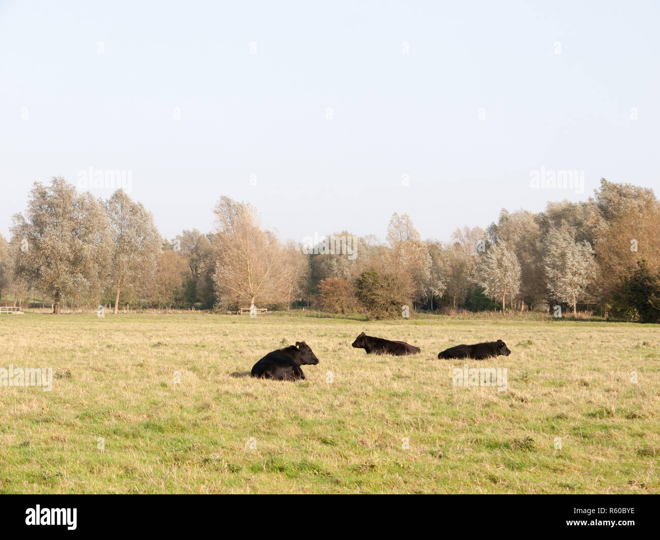 Resting three cows hi-res stock photography and images - Alamy