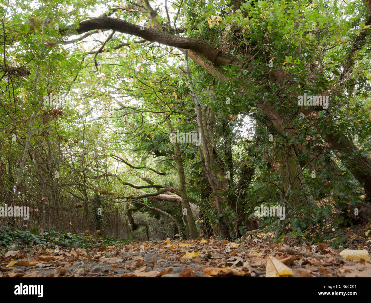 autumn path walk way through trees forest holloway Stock Photo - Alamy