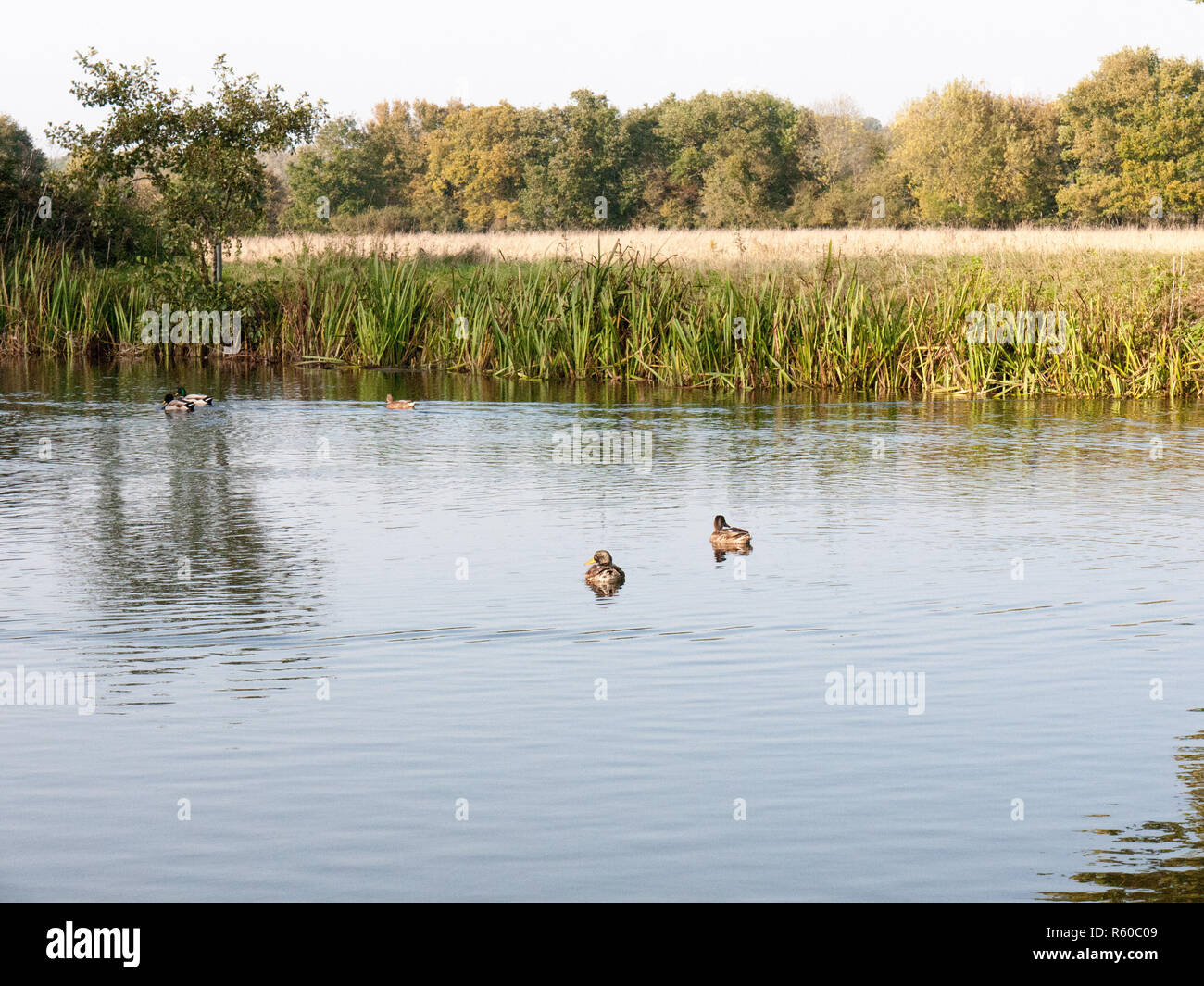 beautiful mallards resting on lake water surface top in summer country ...