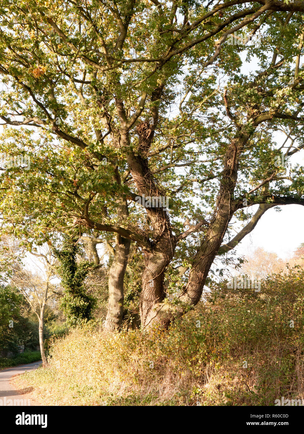 golden glorious bark and leaves of thick country tree outside Stock ...
