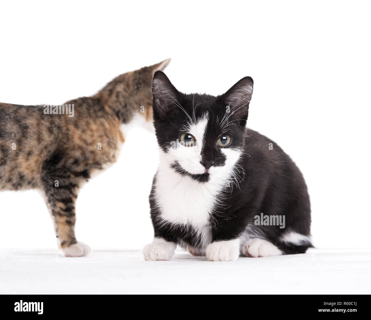 portrait of two cat children Stock Photo - Alamy